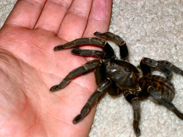 New Spider - Please help with identification | Arachnoboards